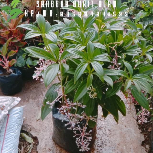 Jual Tanaman hias/tanaman obat/tanaman buah parijoto parijotho ...