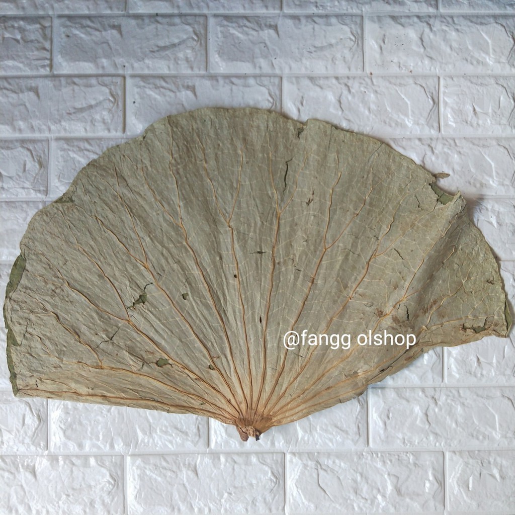 Jual Dried Lotus Leaf/Daun Teratai Dimsum Lomakai Dim Sum per Lembar ...