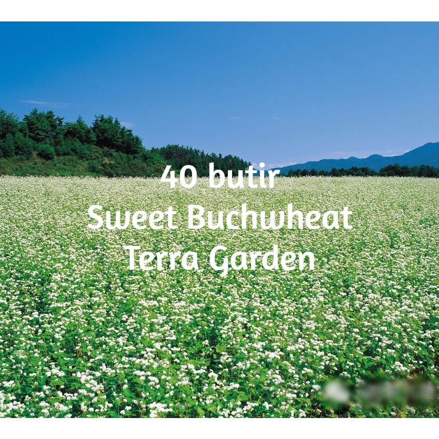 Jual Biji Benih Bunga Sweet Buchwheat Tanaman Hias 40 seeds | Shopee ...