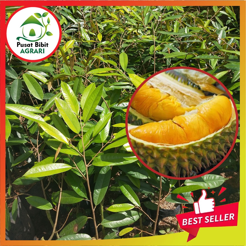 Jual Bibit Durian Tembaga Asli Tanaman Buah Hasil Okulasi Super Genjah Unggul Bisa Tabulampot ...