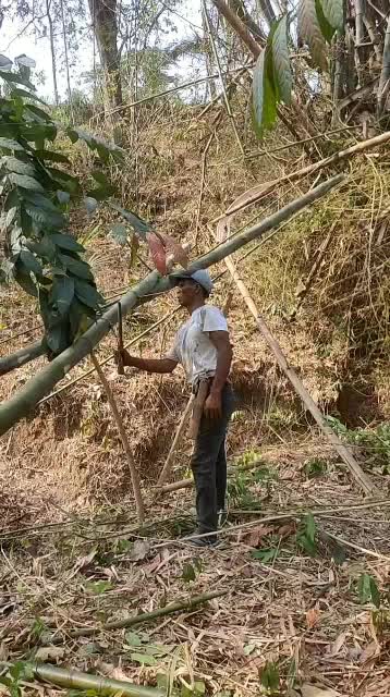 Jual Bambu Batangan Steger Bangunan Atau Proyek Cor dan Kandang ...