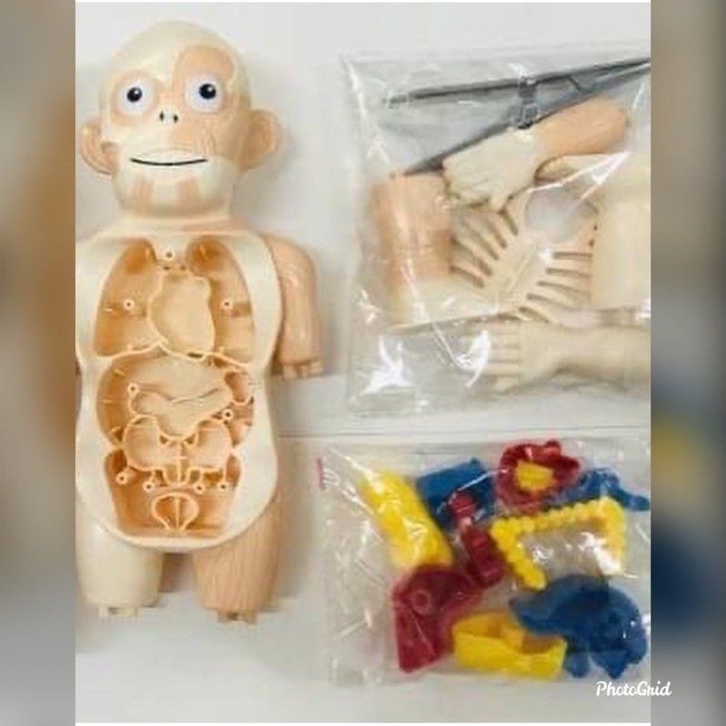 Jual human body model | Shopee Indonesia