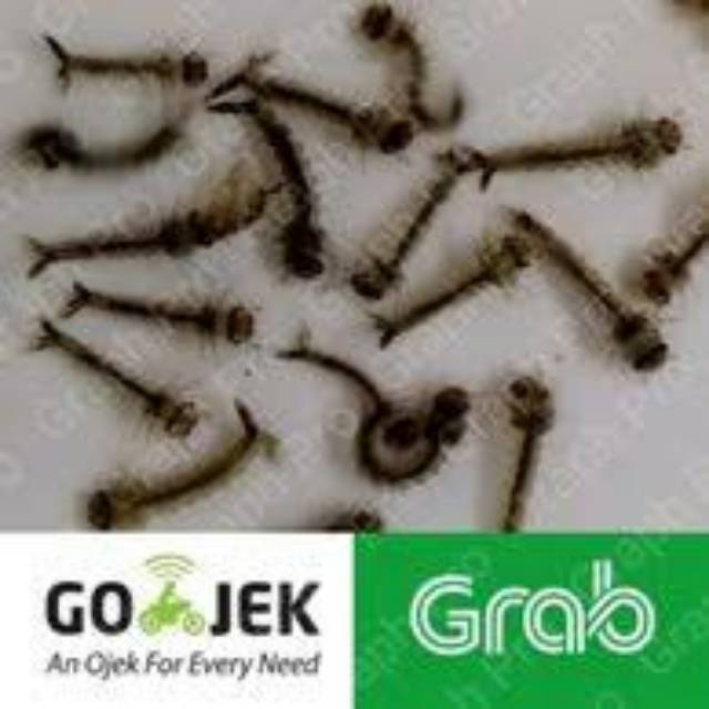 Jual Jentik Nyamuk / Pakan Ikan / Encu / Pakan ikan cupang & Guppy ...
