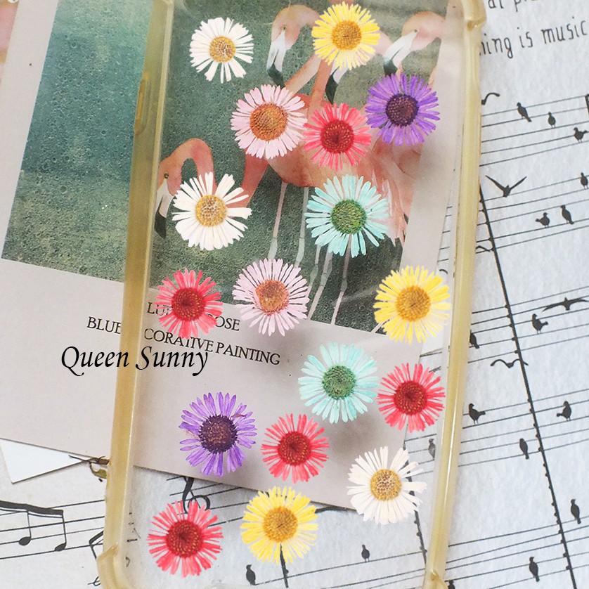 Jual Bunga Kering Asli Aster/Daisy/Krisan Jarum Real Dry Pressed Flower ...