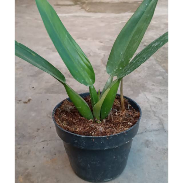 Jual Tanaman hias philodendron katak philo katak ukuran jumbo | Shopee ...