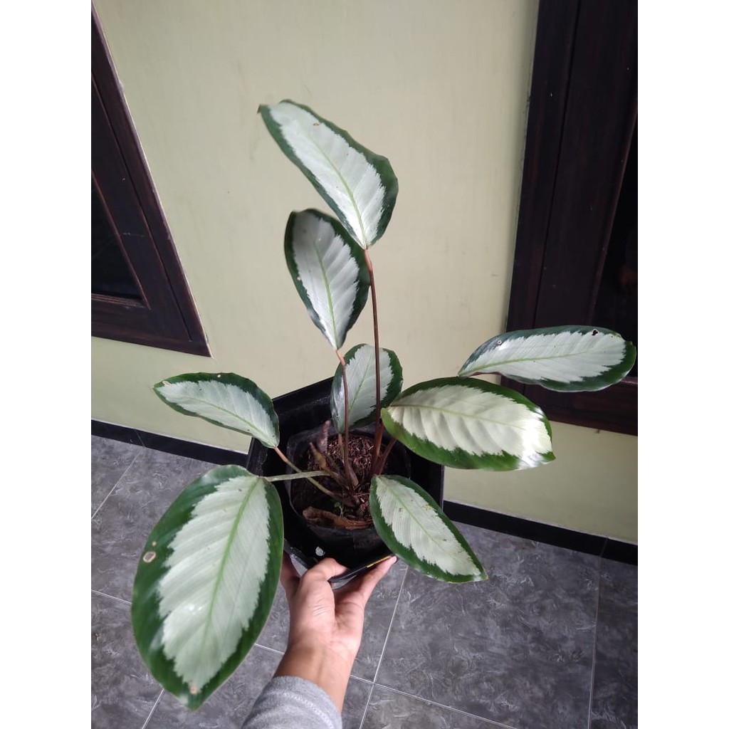 Jual TANAMAN HIAS Calathea Picturata Argentea/Calathea Silver Star ...