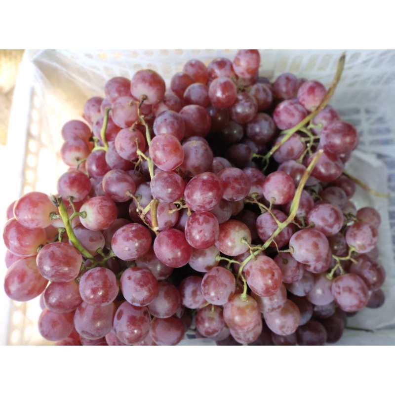 Jual Anggur 1 KG | Shopee Indonesia