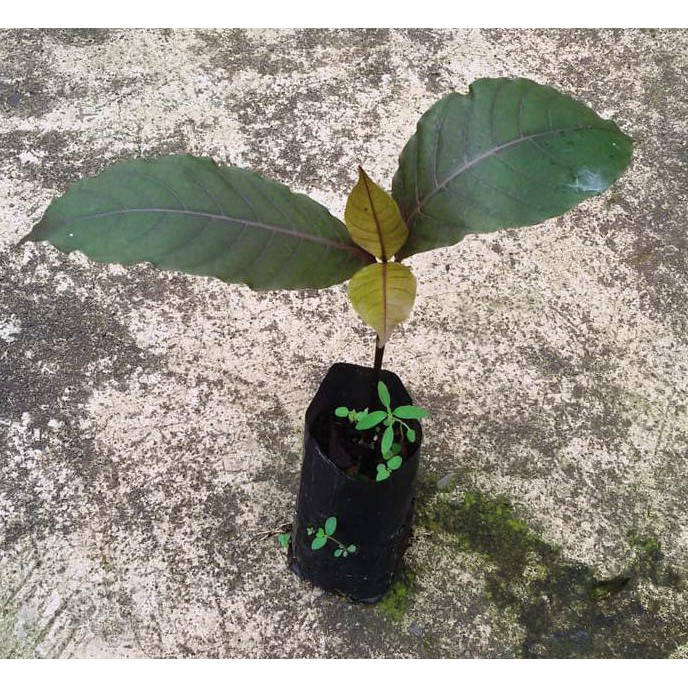 Jual Rr Bibit Tanaman Obat Daun Ungu / Wungu (Grapiophylum Pictum ...