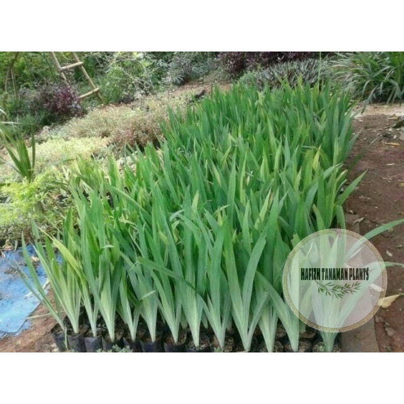 Jual pohon airis tanaman airis tanaman pagar tanaman hias murah Tanaman ...