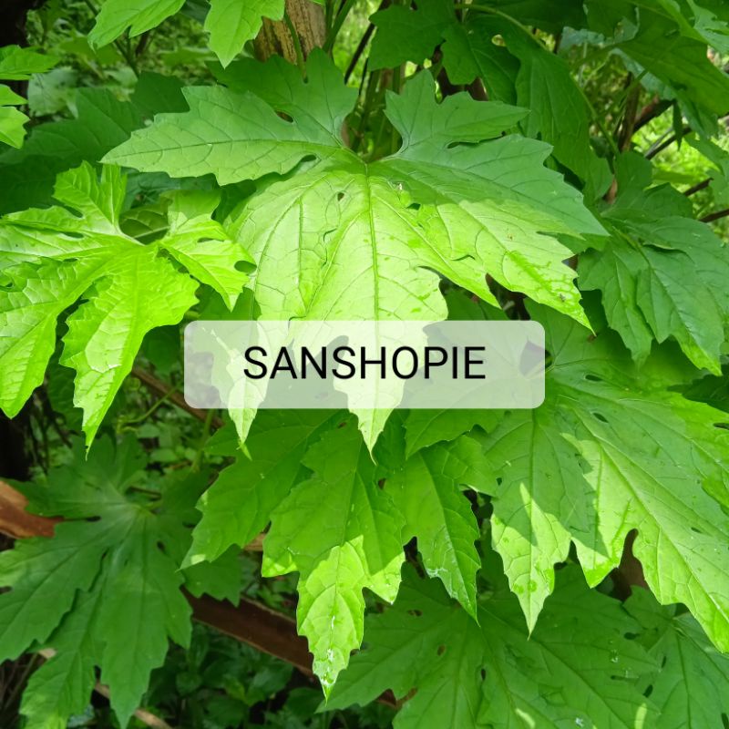 Jual Daun pare sayur segar per 30 Lembar | Shopee Indonesia