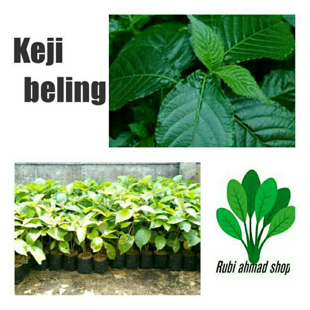 Jual Bibit daun keji beling | Shopee Indonesia
