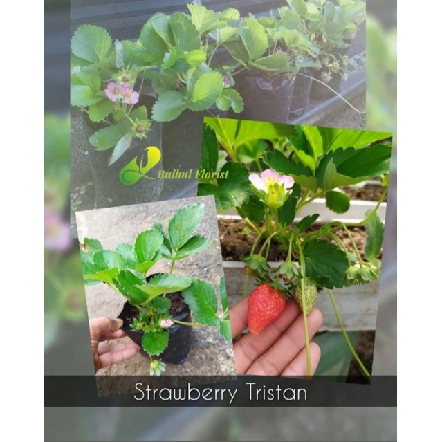 Jual Tanaman Buah Strawberry Merlan / Tristan | Shopee Indonesia