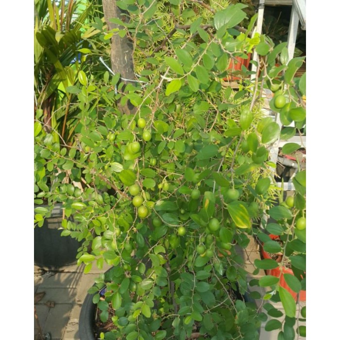 Jual BIBIT TANAMAN ATAU BIBIT POHON BIDARA / WIDARA | Shopee Indonesia