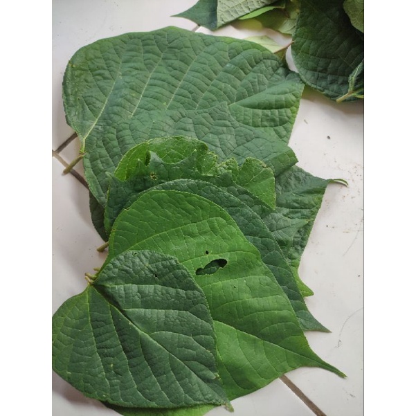 Jual daun jati belanda / daun jati solomon 1 kg | Shopee Indonesia