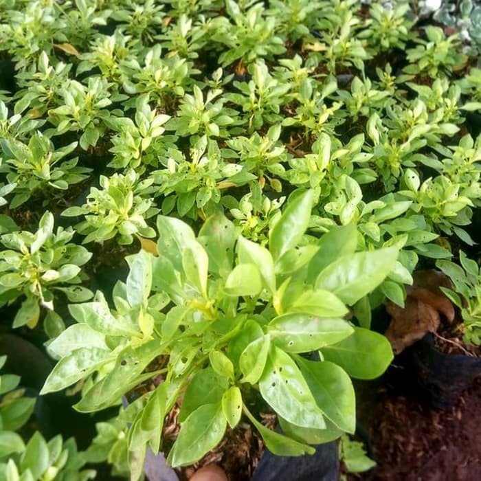 Jual PROMO!! tanaman hias krokot kuning - tanaman krokot kuning ...