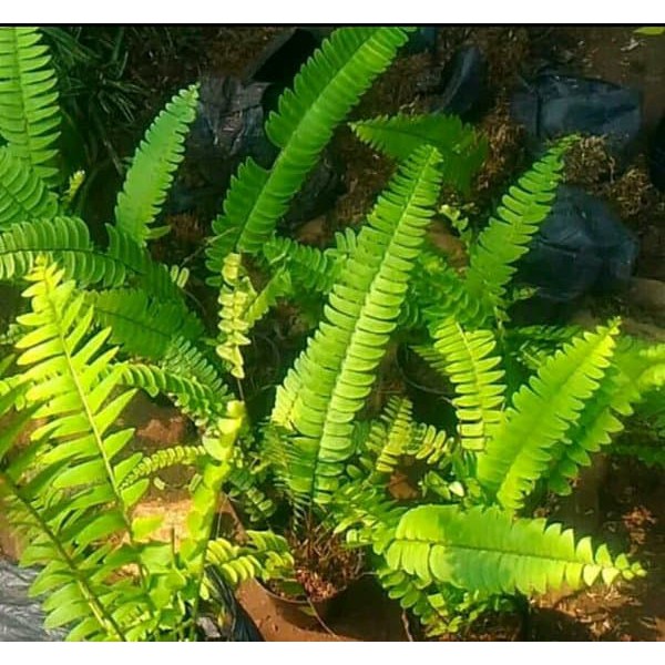 Jual PROMO!! Pohon Pakis tanaman vertikal garden - Tanaman Hias Pakis ...