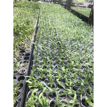 Jual SEEDLING ANGGREK DENDRO MELINTIR DAN BULAT - BIBIT BENIH ANGGREK ...