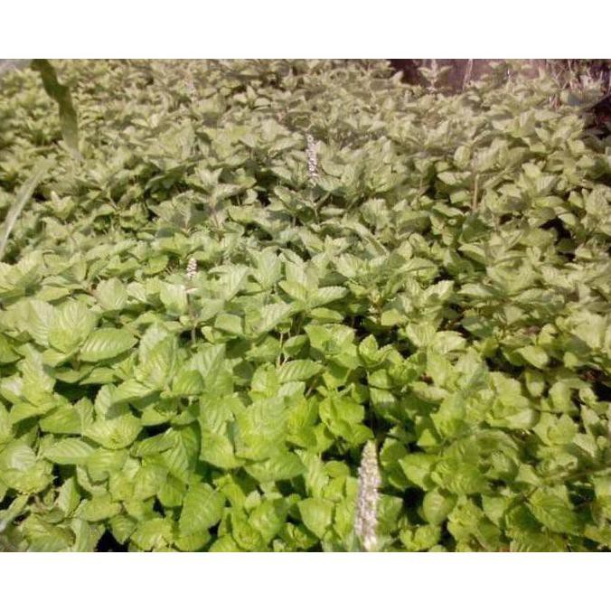 Jual Bibit Tanaman Herbal Janggelan Cincau Hitam Cl34R | Shopee Indonesia