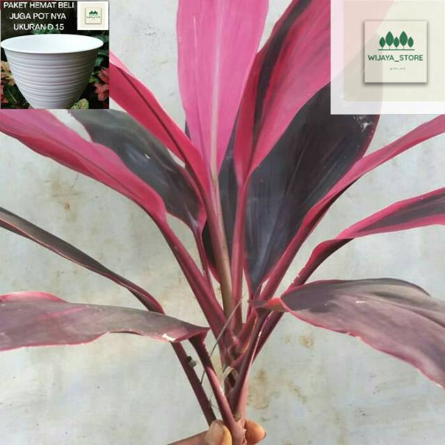 Jual Tanaman hias daun hanjuang merah andong merah pohon indoor outdoor ...