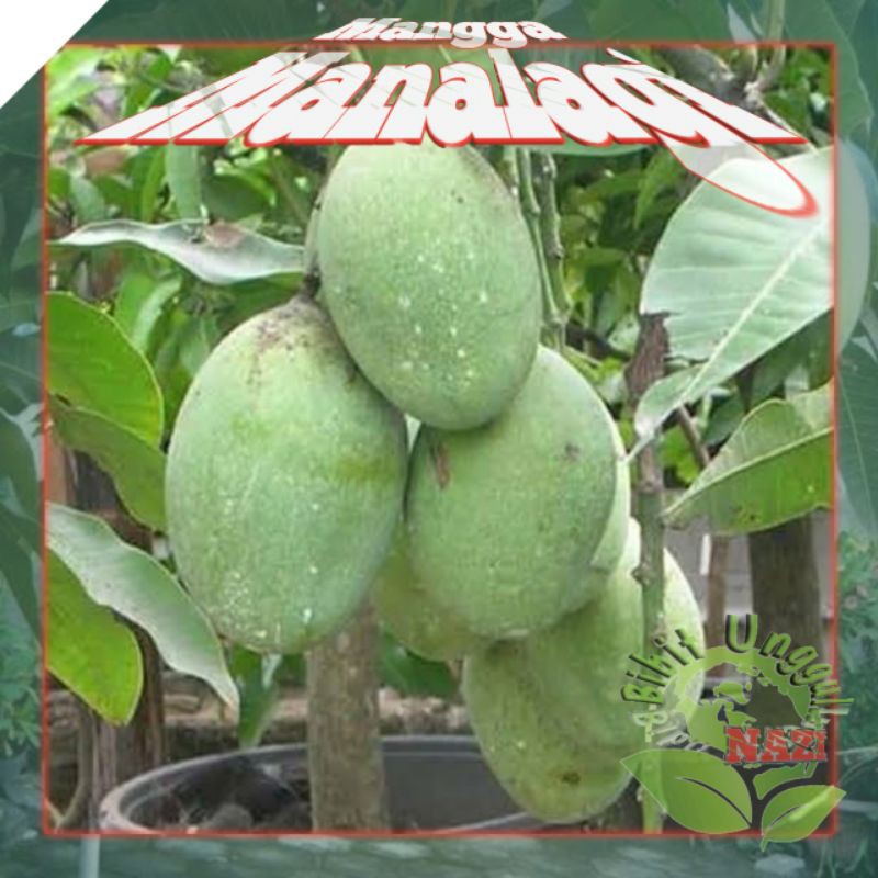 Jual Bibit MANGGA si MANALAGI Super Unggul dan Genjah bisa TABULMAPOT ...
