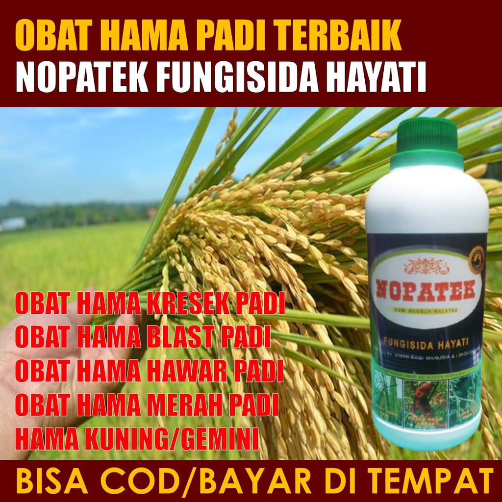 Jual 500 Ml Obat Hama Padi di Sawah Paling Ampuh NOPATEK Obat Anti ...
