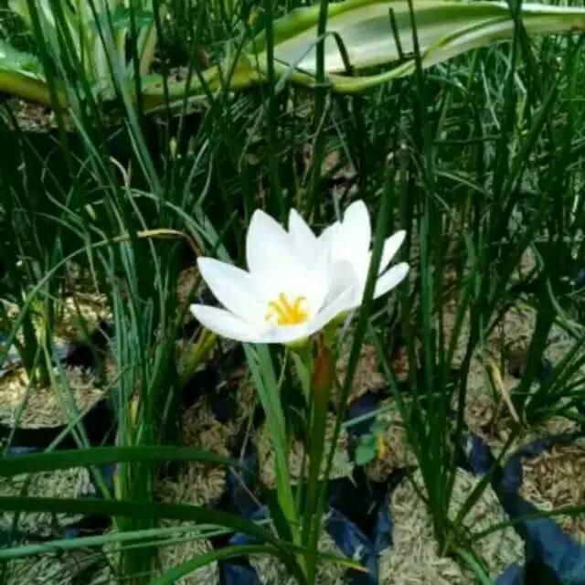 Jual Pohon hias lili hujan bunga putih | Shopee Indonesia