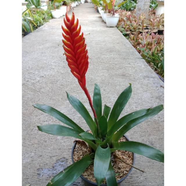 Jual Bunga Bromelia frisea | Shopee Indonesia