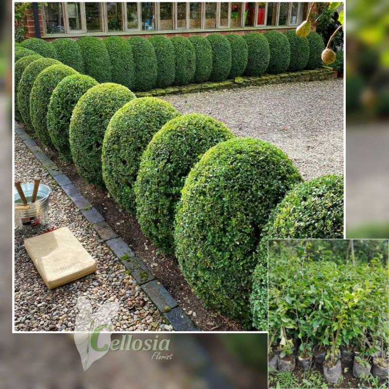 Jual Tanaman Hias / Tanaman Pagar Boxwood atau Teh Tehan | Shopee Indonesia