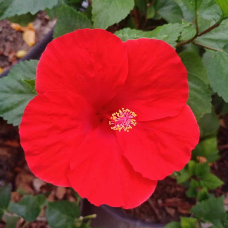 Jual bibit bunga hibiscus kembang sepatu bangkok import warna merah ...