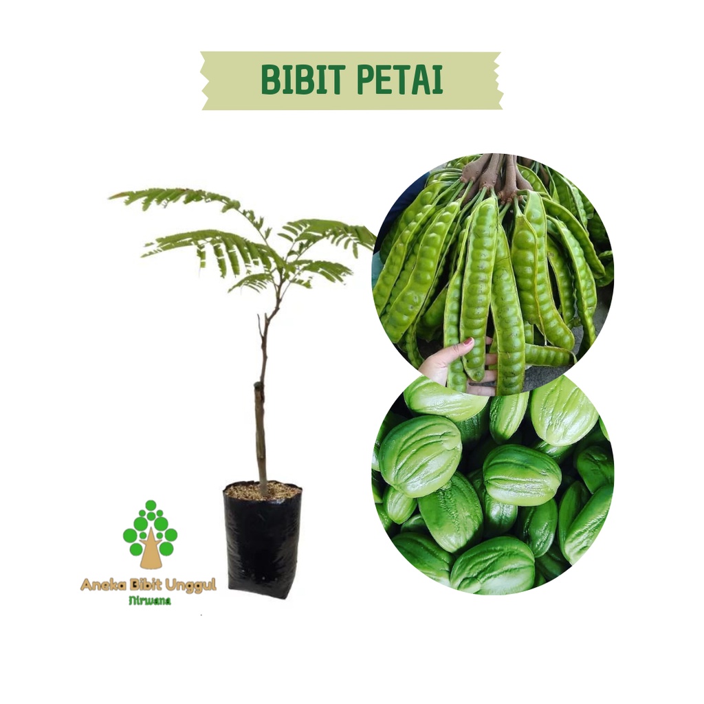 Jual BIBIT BUAH PETE - BIBIT BUAH PETAI - BIBIT PETE - BIBIT PETAI ...