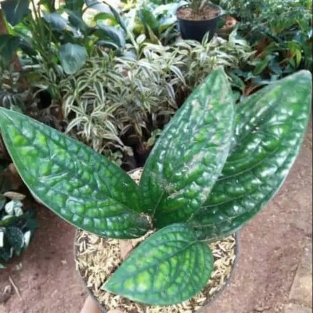 Jual - Tanaman hias gantung sirih badak pohon rambat sirih badak ...