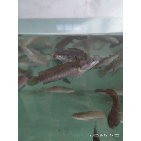 Jual Blue Pulcra 11-12cm & 12-13cm SOLD OUT | Shopee Indonesia