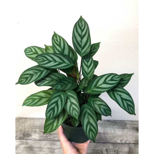 Jual TANAMAN HIAS CALATHEA SETOSA | Shopee Indonesia Jual TANAMAN HIAS CALATHEA SETOSA | Shopee Indonesia