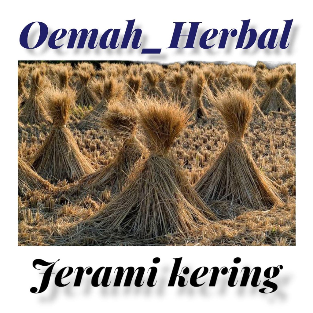 Jual Jerami Kering 1 kg, Dami padi jerami kering | Shopee Indonesia