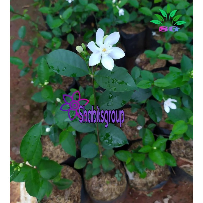 Jual [BISA COD] tanaman hias melati jasmine - bunga melati jasmine ...