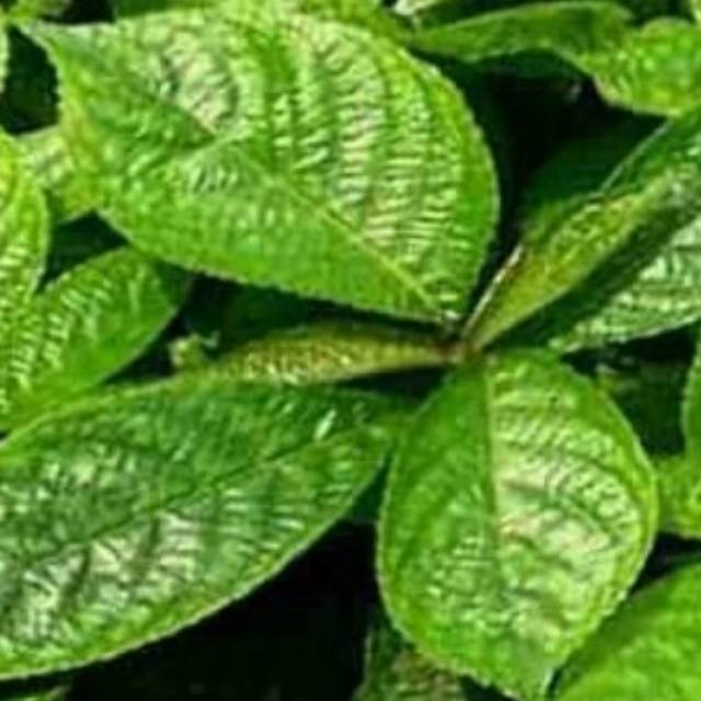 Jual Daun keji belin atau pecah beling 1 kg | Shopee Indonesia