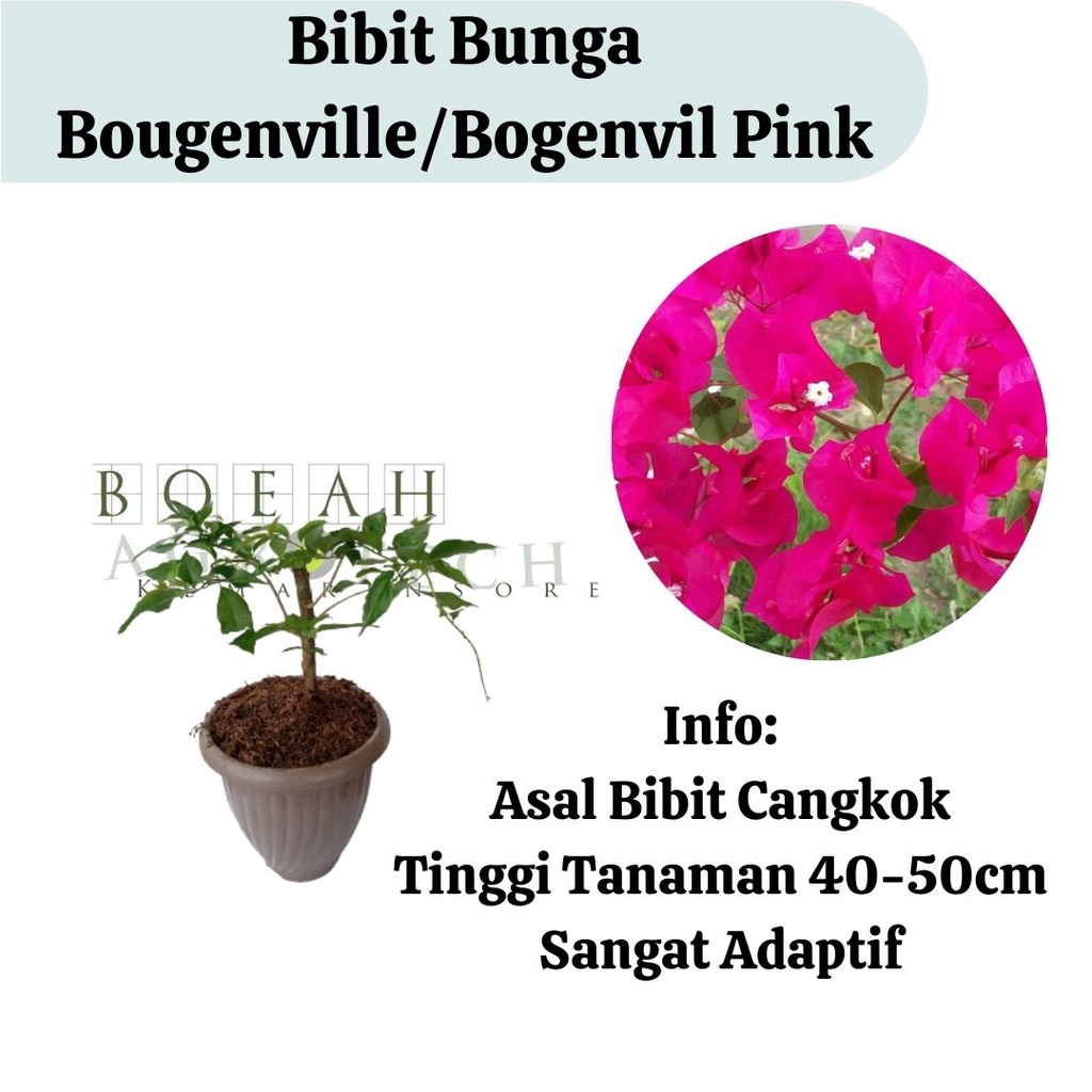Jual Bibit Bougenville Pink/Bogenvil Pink/Bunga Kertas Sudah Berbunga ...
