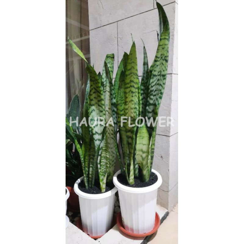 Jual sansivera | lidah mertua hijau panjang 1 meter up | Shopee Indonesia