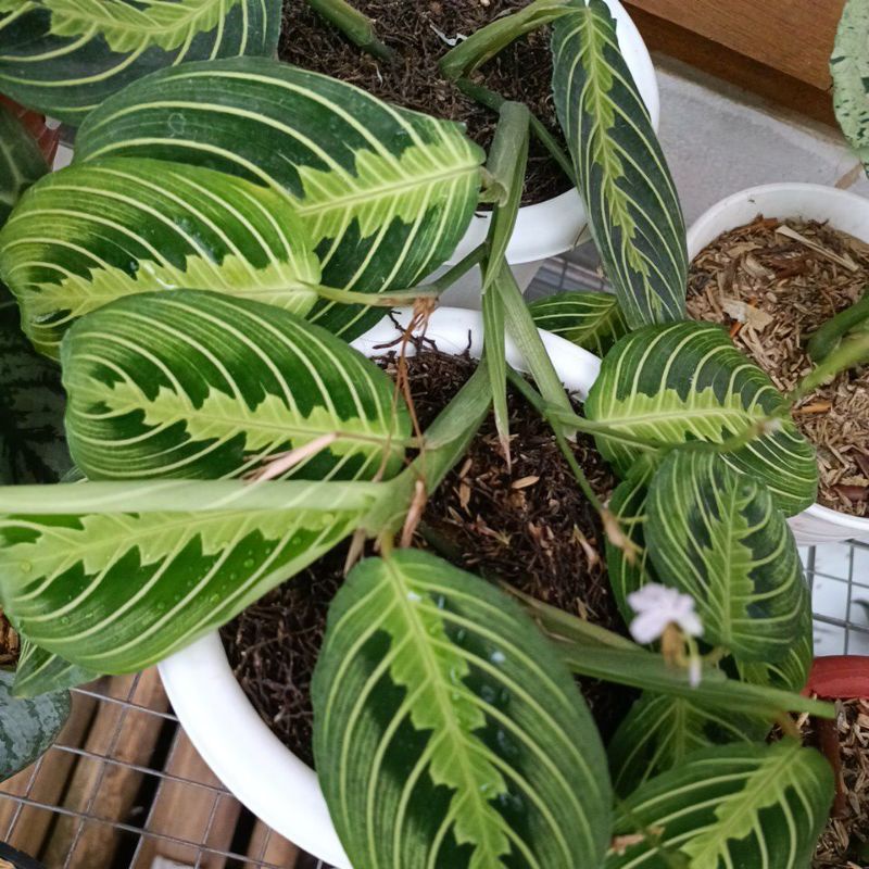 Jual Calathea Lemon Lime | Shopee Indonesia