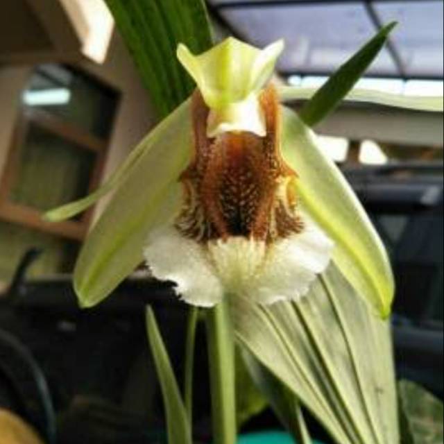 Jual Jual Anggrek Spesies Pholidota Spesiosa bunga lidah menjulur unik ...