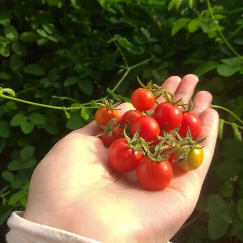 Jual benih/biji tomat cherry mini chung (15 butir) | Shopee Indonesia