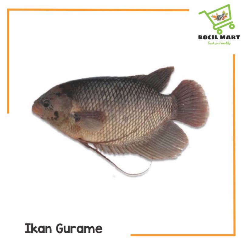 Jual [BOCIL MART] IKAN GURAME / IKAN GURAMI FRESH PER EKOR 400-500 GR ...