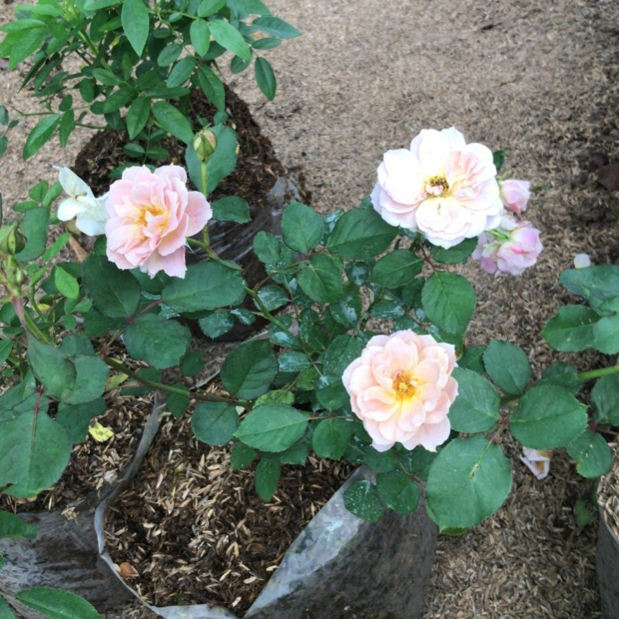 Jual Tanaman Bunga Baby Rose pink/ mawar pink bunga kecil | Shopee ...