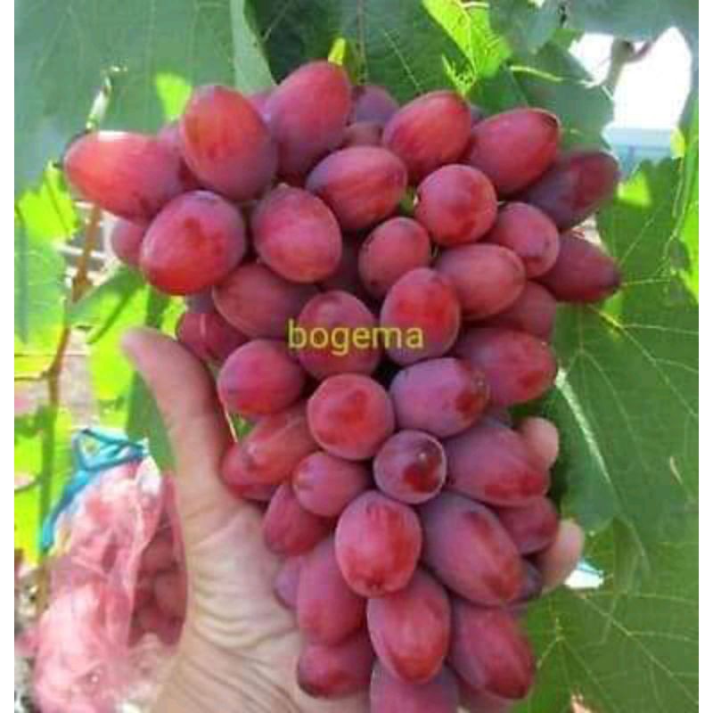 Jual Bibit tanaman anggur import bogema grafting | Shopee Indonesia