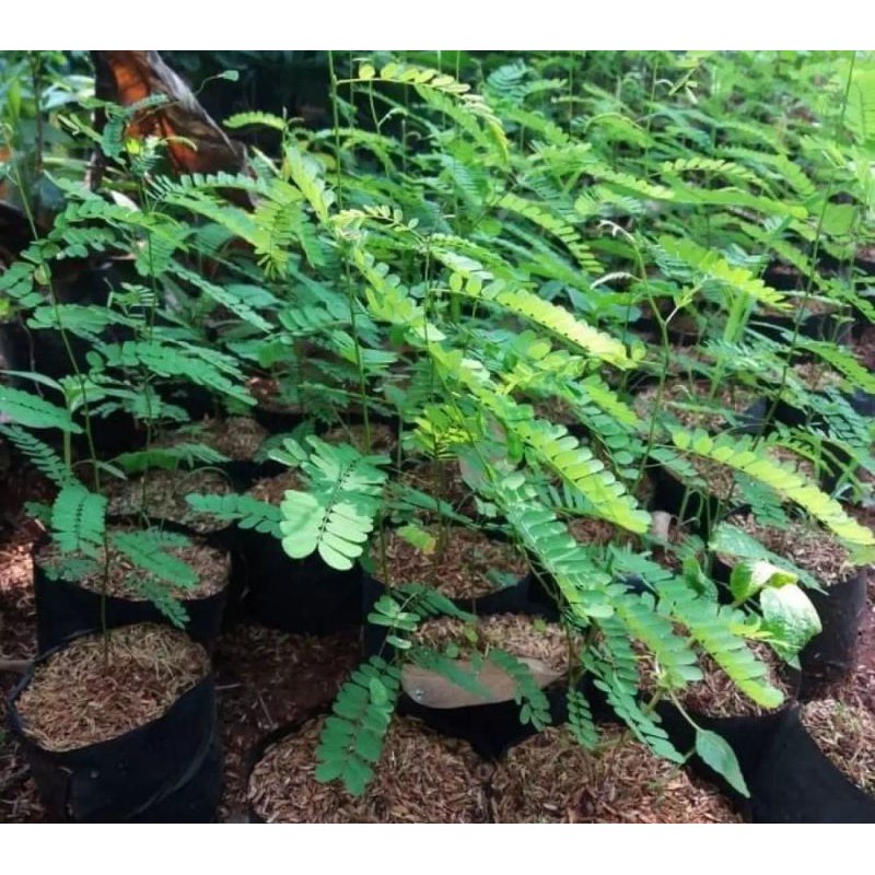 Jual tanaman hias herbal tanaman pohon daun saga - tanaman saga ...