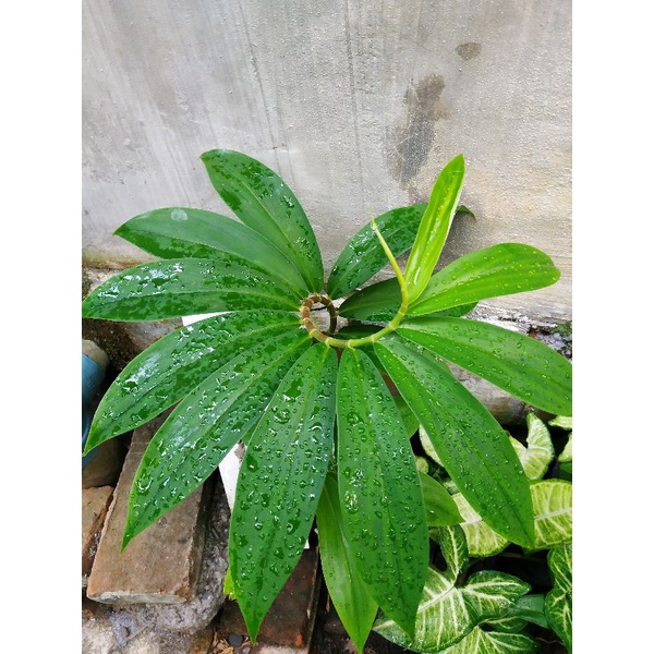 Jual lingam insulin plant tanaman insulin plant tanaman costus igneus ...