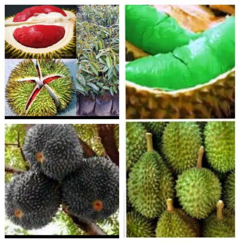 Jual PAKET 3 BATANG DURIAN UNGGUL(DURIAN MERAH,HIJAU DAN DURI HITAM ...