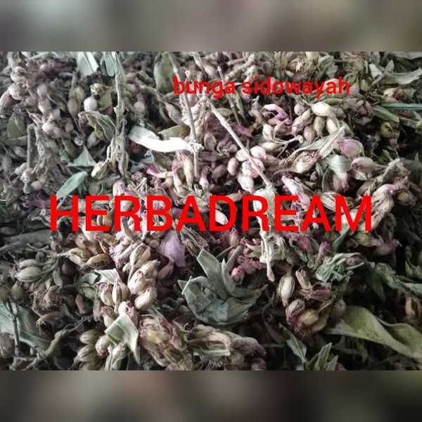 Jual 1 KG BUNGA SIDOWAYAH SIDO WAYAH WOODFORDIA FLORIBUNDA SALISB SITU ...