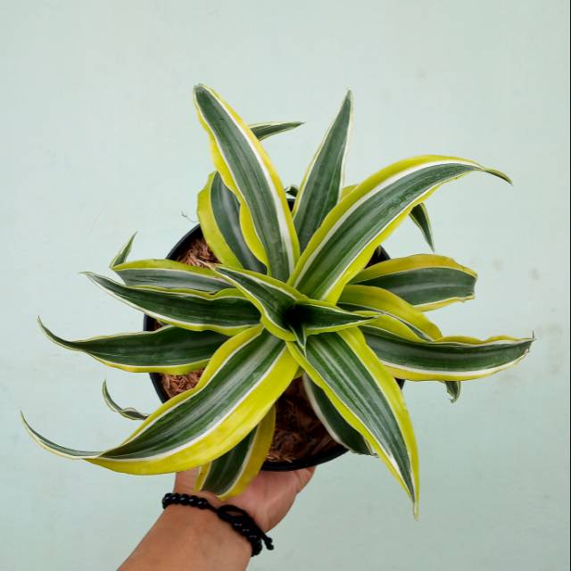 Jual Tanaman hias Dracena Compacta Variegata lemon lime - Varigata ...