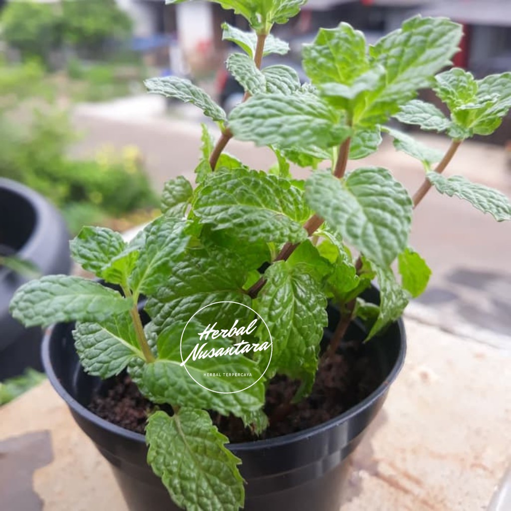 Jual Promo Bibit tanaman Daun Mint - Peppermint - spearmint - Menthol ...